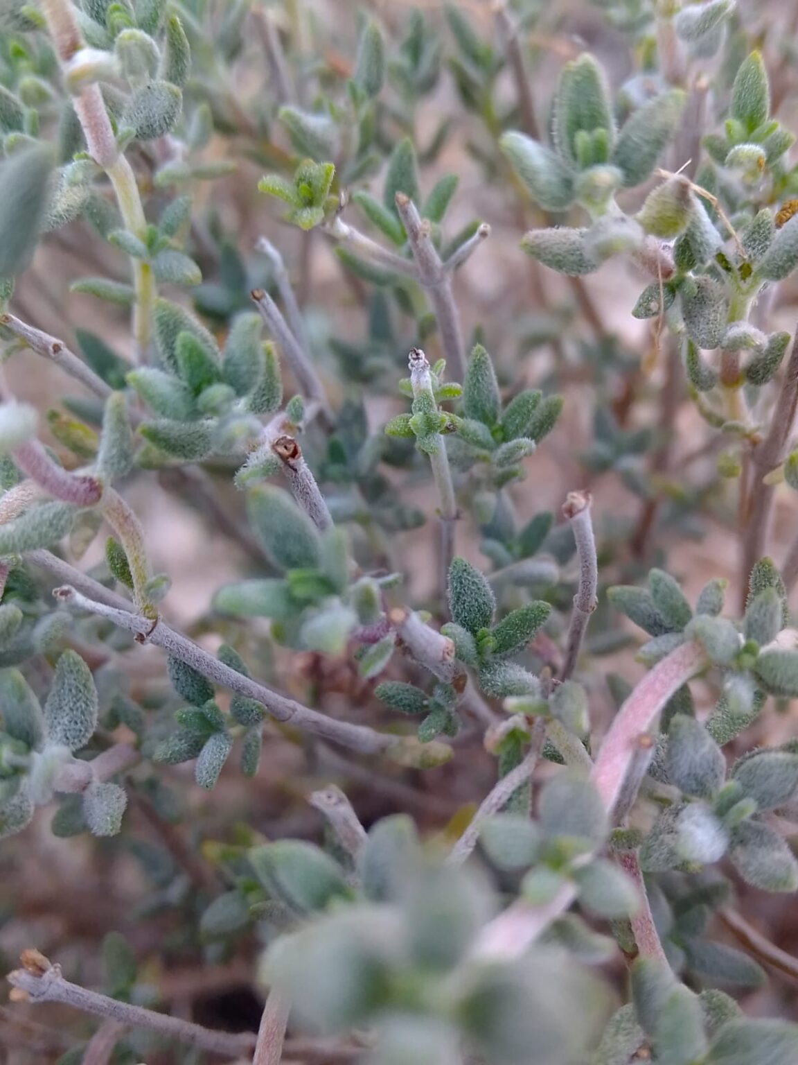 Los quimiotipos del tomillo común - Tecnocetis